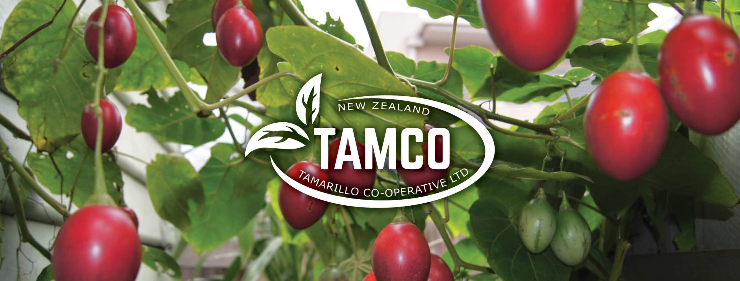 Subscribe to our newsletter - Tamco